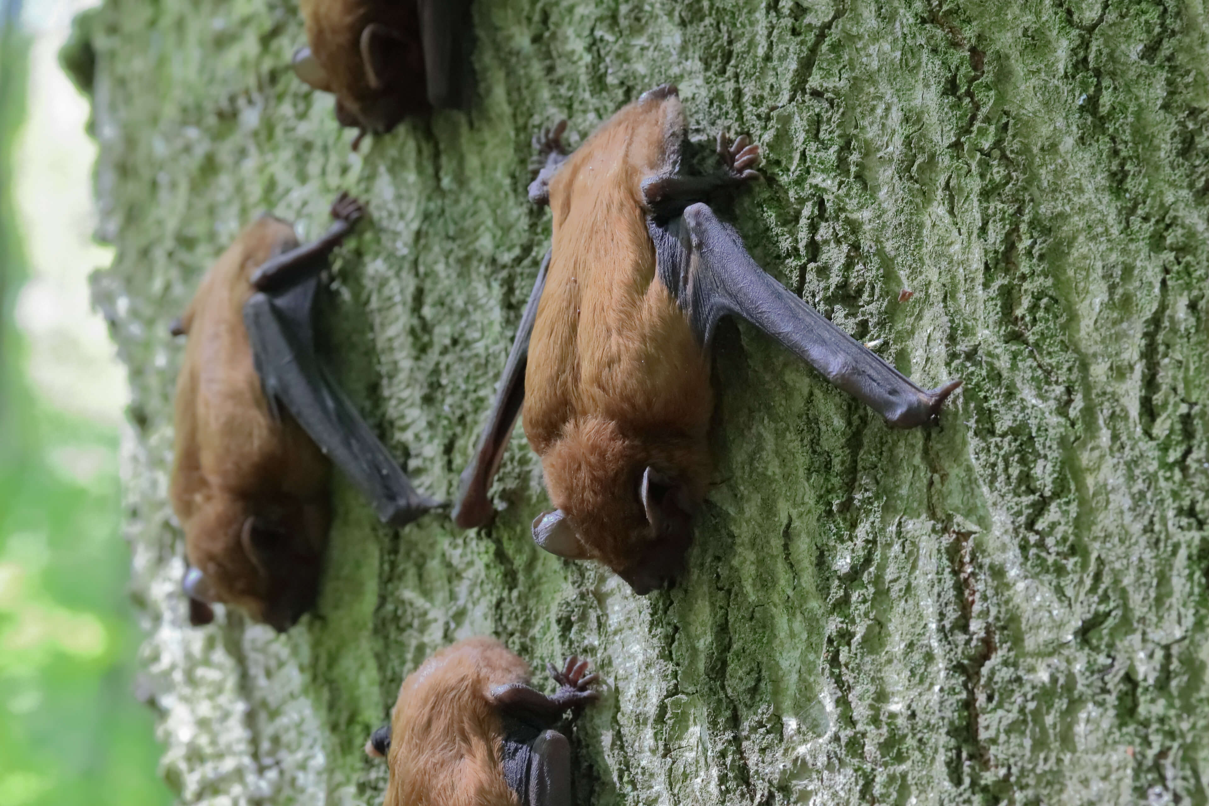 Bat Removal | Mole Control, LLC - Serving NE Indiana & NW Ohio